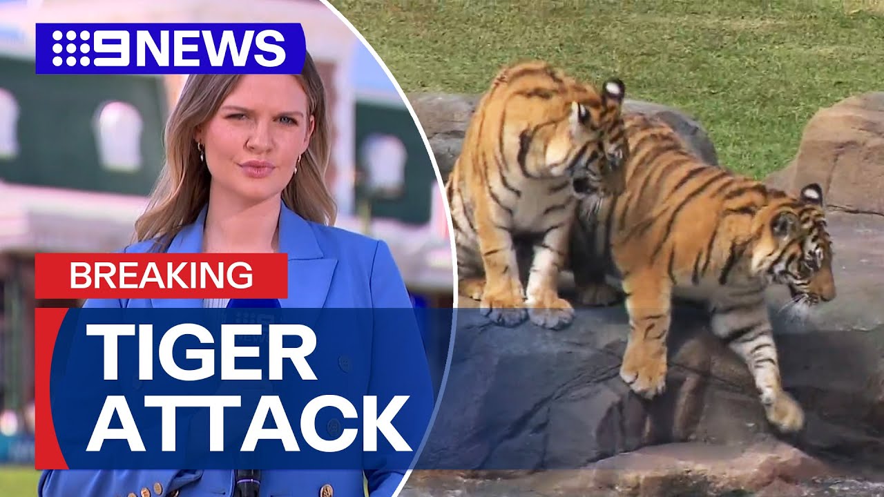 Handler mauled by tiger at Dreamworld | 9 News Australia - YouTube