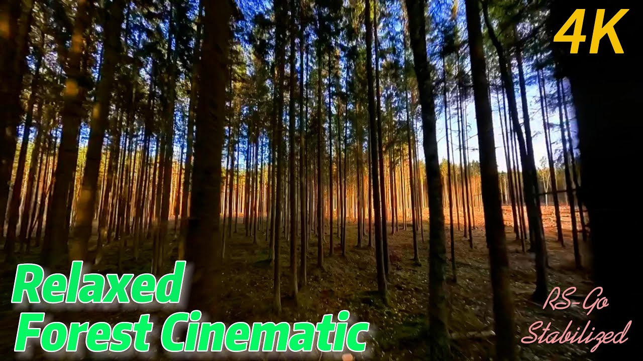Relaxed Forest Cinematic 4K with Chillsound - #mylipo #bonkapower # ...