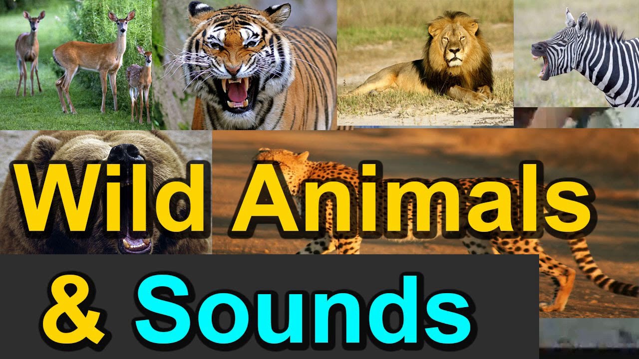 Best Laughing funny animal sounds for kids 2020 - Funny Wild Animals ...