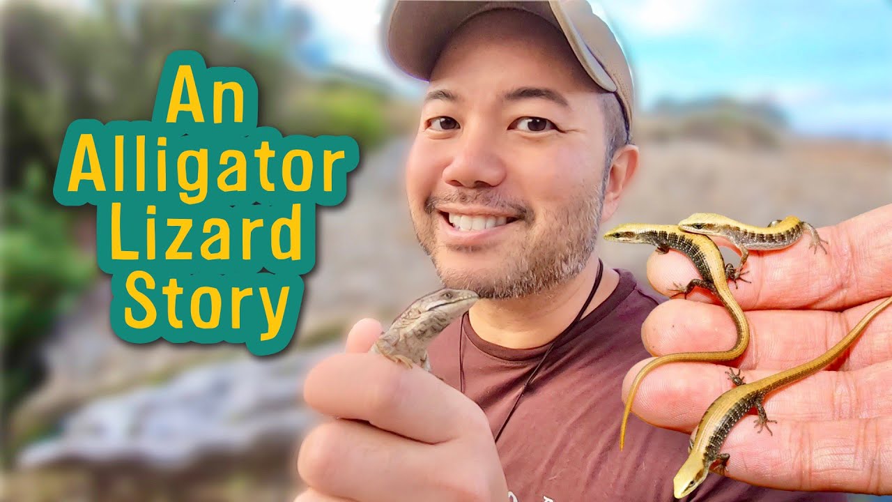 An Alligator Lizard Story - YouTube