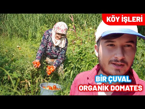 İZMİRİN ÖDEMİŞ İLÇESİNİN YUSUFDERE KÖYÜNDE BAHÇE TURU | Bir Sürü Mahsül Topladı | Öğlen Yemeği Vlog