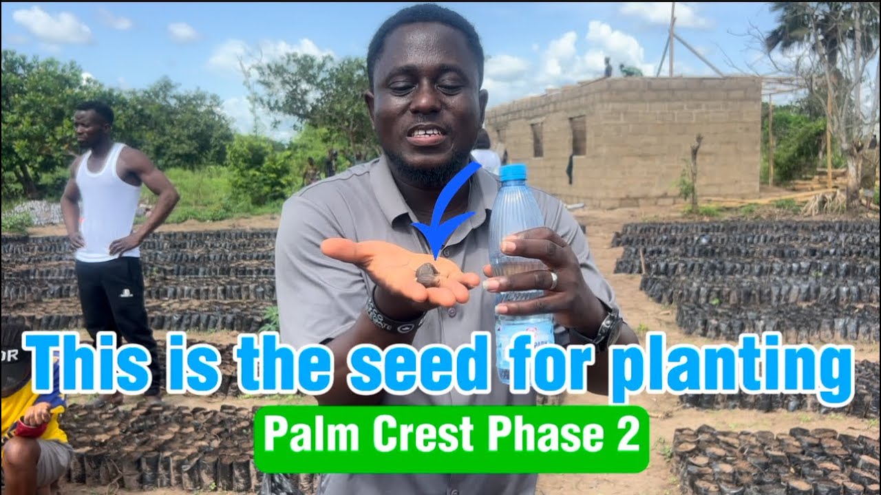 Palm Crest Phase 2 Nursery Planting Begins | Site Update On Palm Crest ...