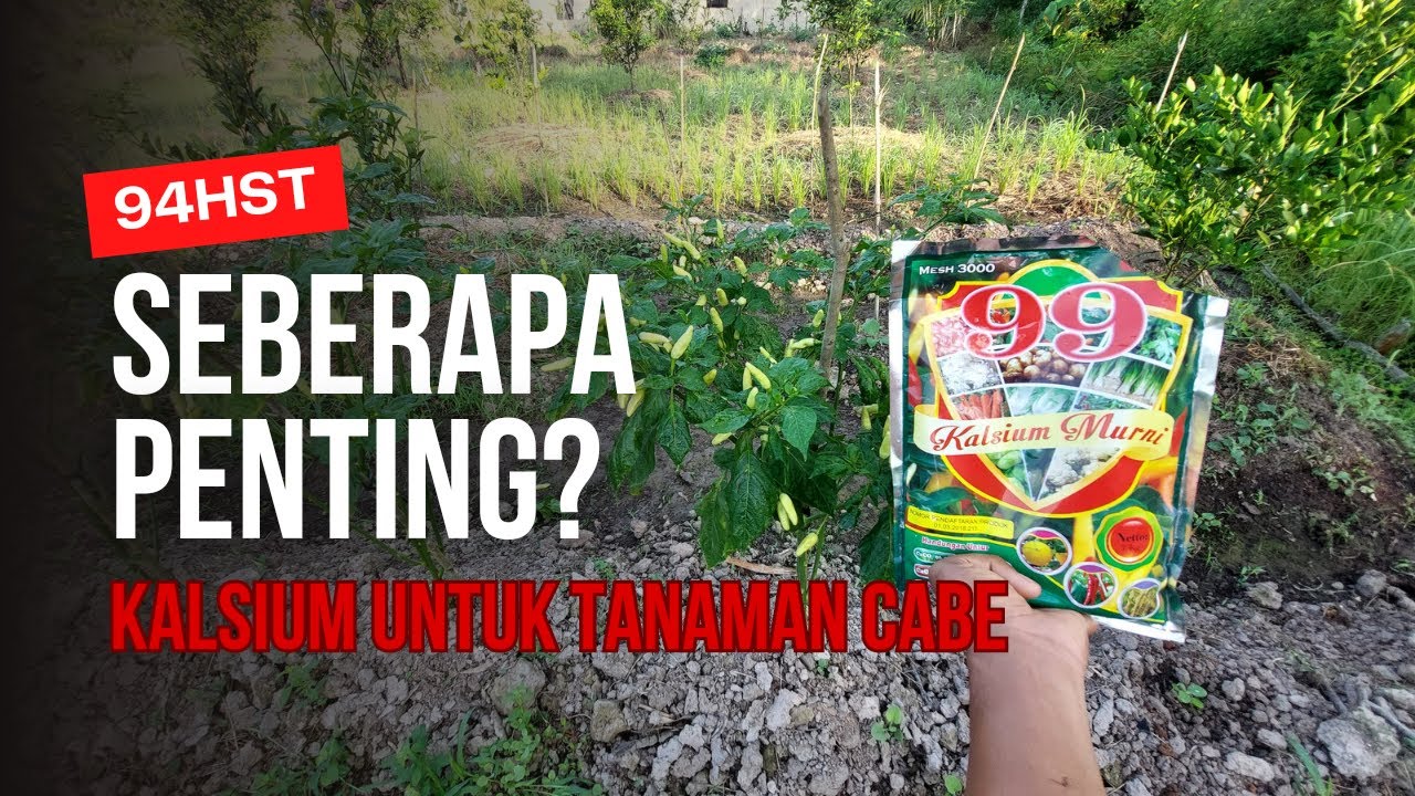 Pengocoran Kalsium Pada Tanaman Cabe. | Cabe Cakra Kaliber Skala Kecil ...