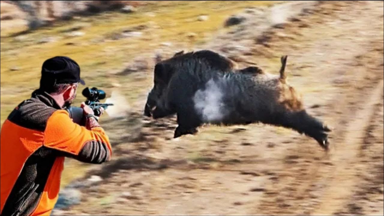 Never Seen Before! A Thrilling Wild Boar Hunt, a Huge Herd of Wild ...