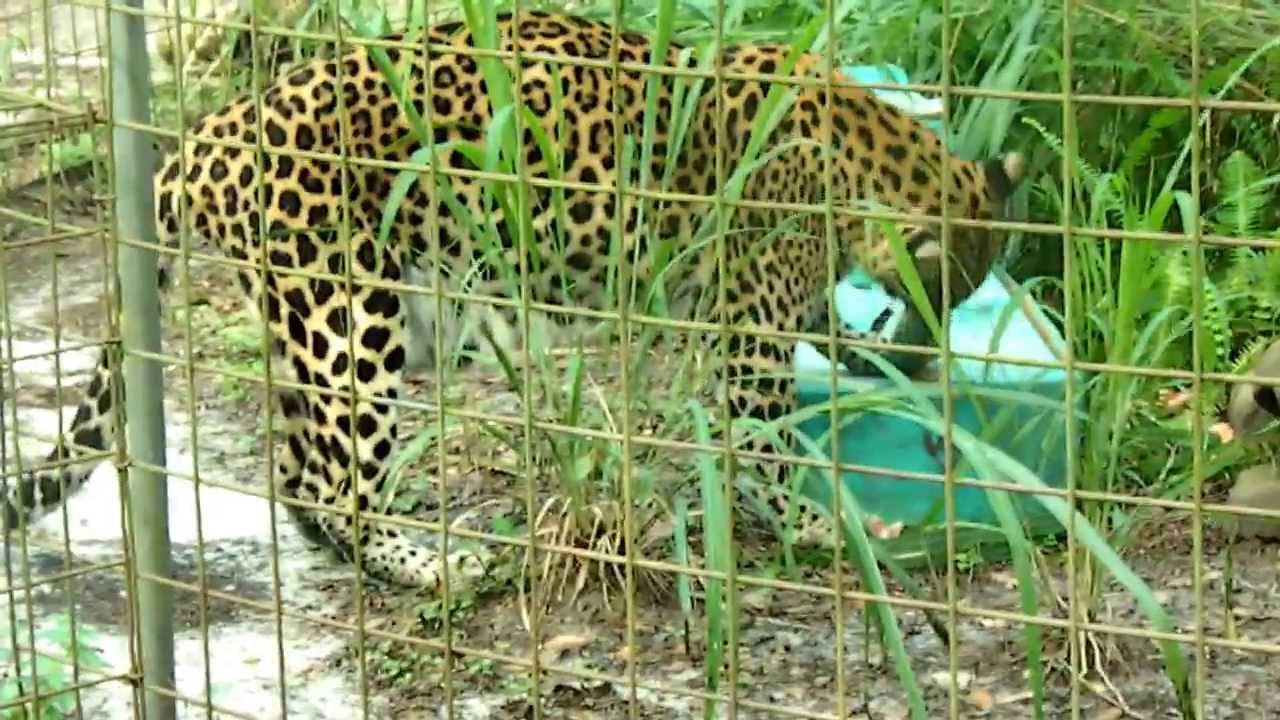 Sundari the leopard Vs. Alligator - YouTube