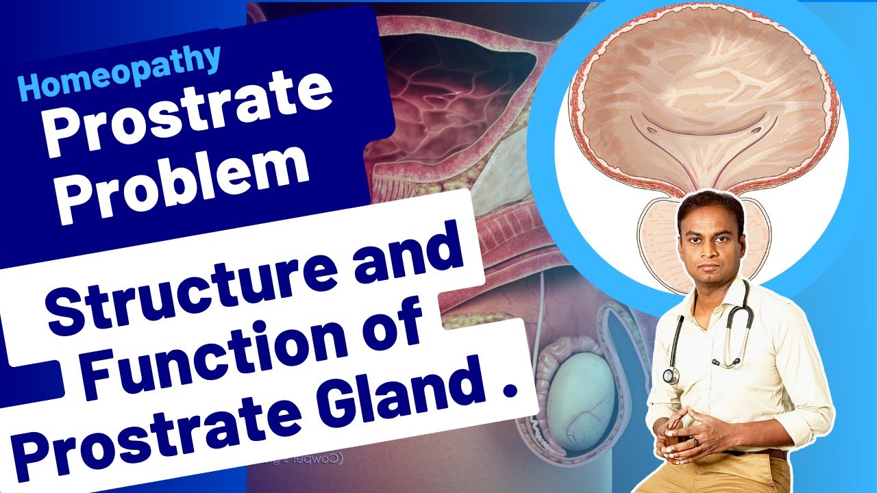 Unlocking the secrets of Prostate gland structure and integral ...