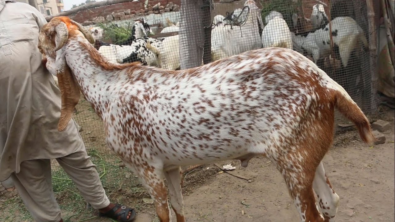 Bakra Mandi Prices, Rates Pakistan - Bakra Eid 2020 - YouTube