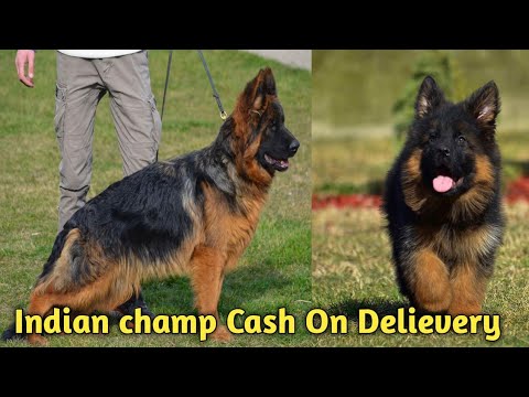 Show Quality Long Coat German shepherd Puppies For sale ll German safed ...