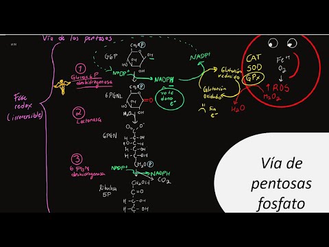 Vía de las Pentosas Fosfato - YouTube