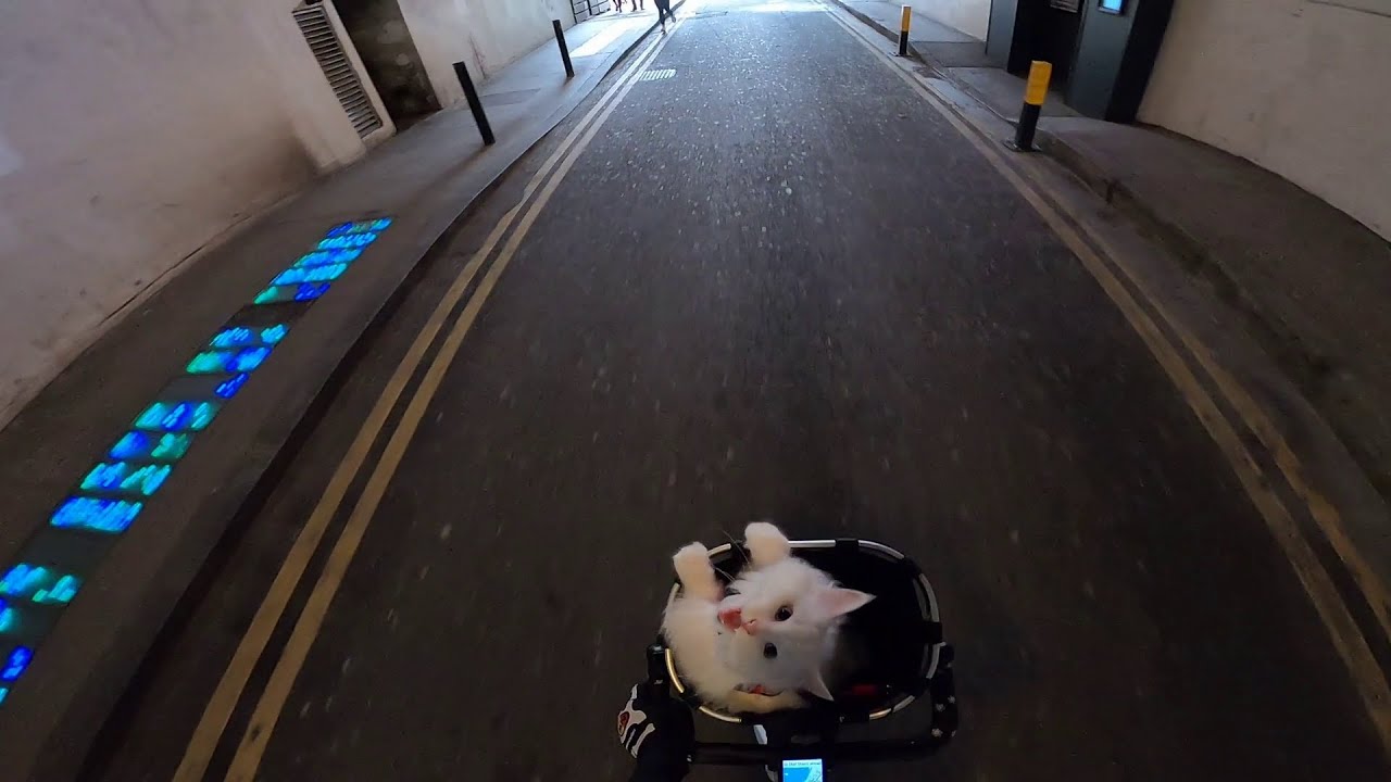 Spreading joy along the Thames Path with my cat Sigrid - YouTube