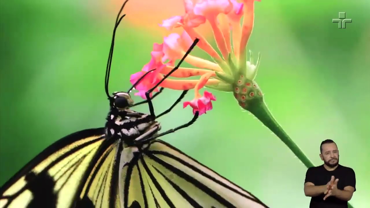 Brasil tem a maior flora nativa do mundo, diz levantamento científico ...