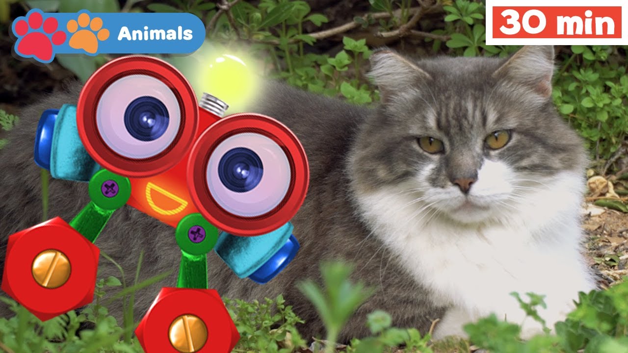 My Animal Friends with Robi | Learn Animals for Kids w Robi | Animals ...