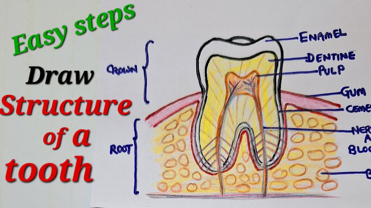 Structure of a tooth drawing easy, draw Structure of tooth, tooth ...