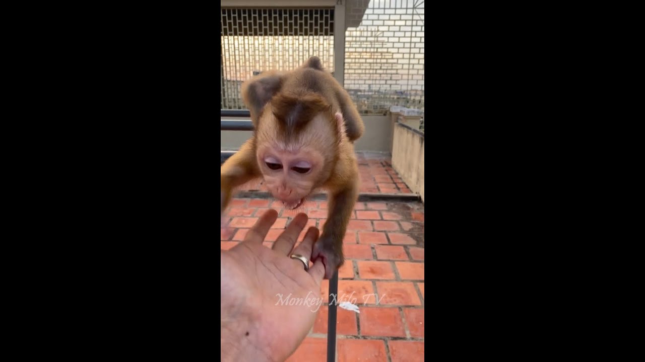 Oh God! Baby Milos bites daddy's hand #monkey - YouTube