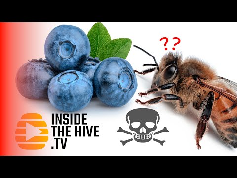 What To Do With Pesticides And Bees