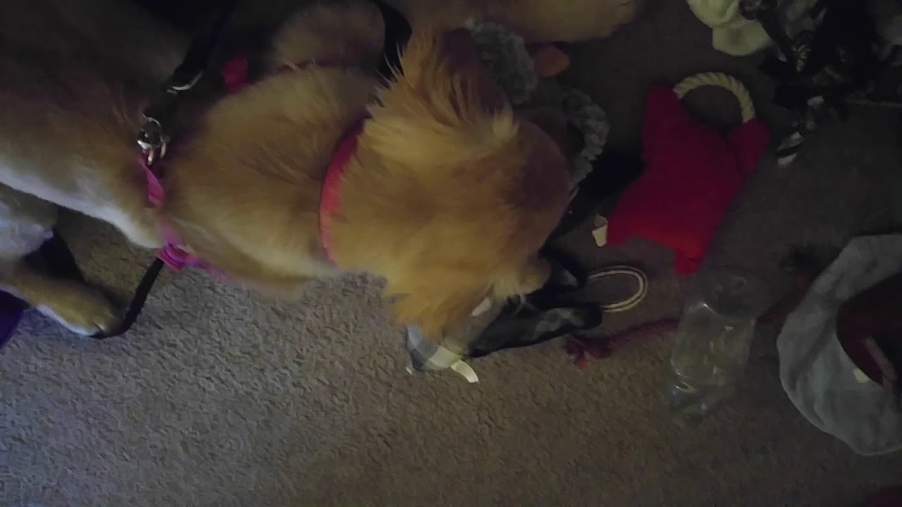 My first puppy video - Introducing Daisy May - YouTube