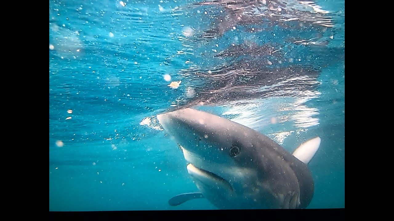 Shark Almost Eats My GoPro. First Tuna/Shark Trip - YouTube