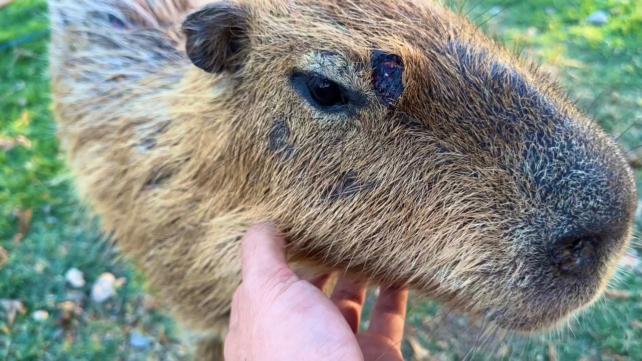 Gort Was Attacked. (big update) - YouTube