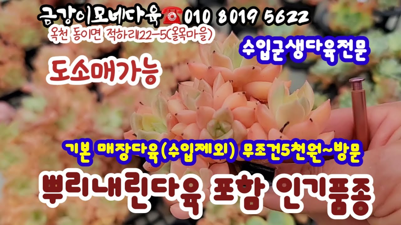 금강이모네다육 뿌리내린 수입군생포함 인기품종 핑크여왕철화 핑크여왕산반금 후레뉴 헤라 에프터글로우 우화석등 기존매장다육은