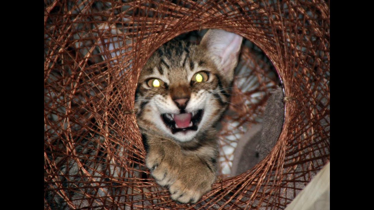 Django The Cat - YouTube