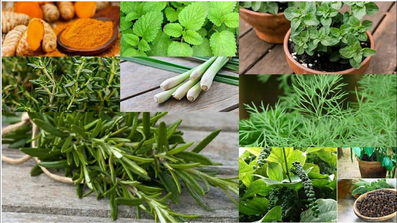 EASIEST SPICES TO GROW AT HOME. Growing Spices At Home - YouTube