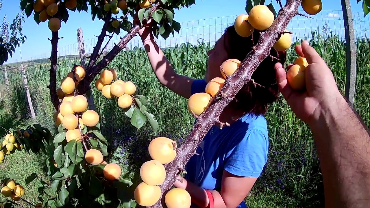 caisul ce ma uimeste an de an! soi necunoscut! pus din sambure! - YouTube