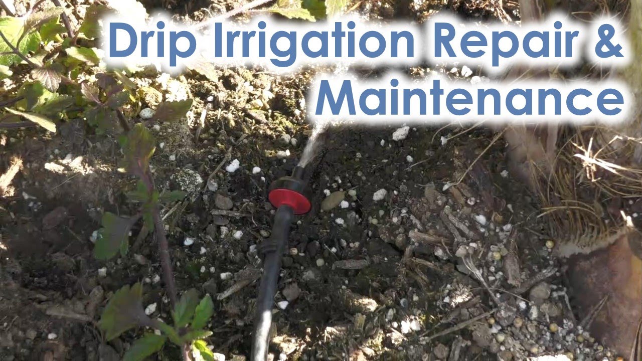How to Maintain a Drip Irrigation System - YouTube