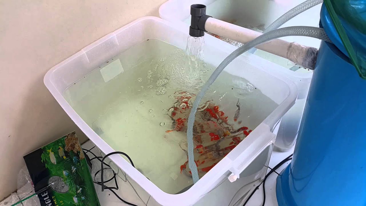 KOI Fish on container medium - YouTube