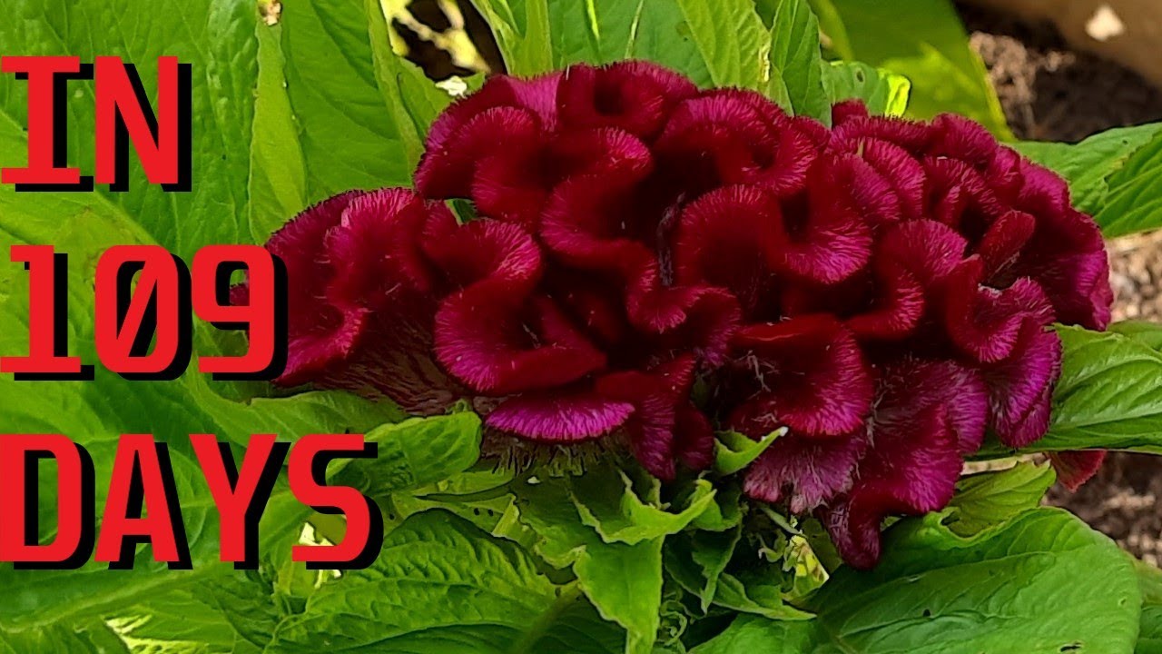 How to grow Cockscomb (Celosia argentea var. cristata) from seeds - YouTube