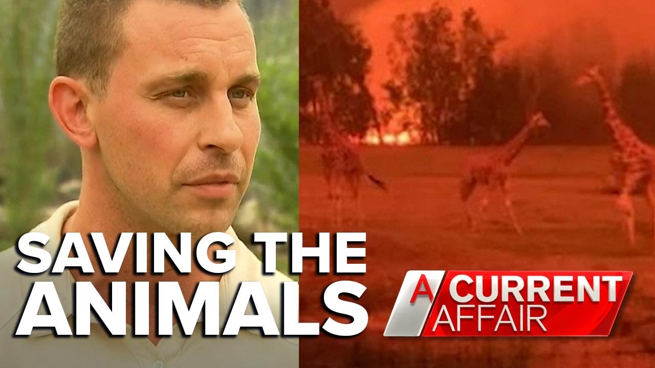 Brave staff save zoo animals in path of bushfire | A Current Affair ...