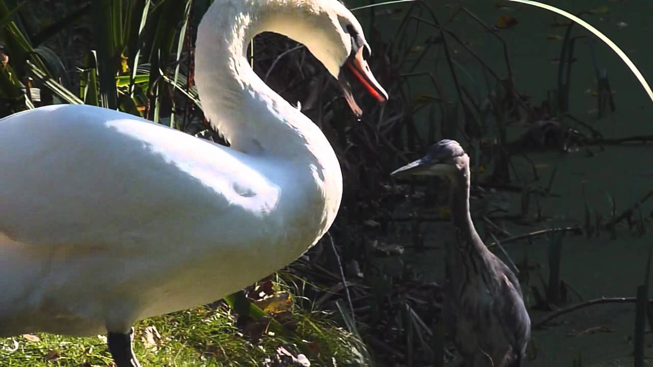 Swan & Heron v Snake! HD - YouTube