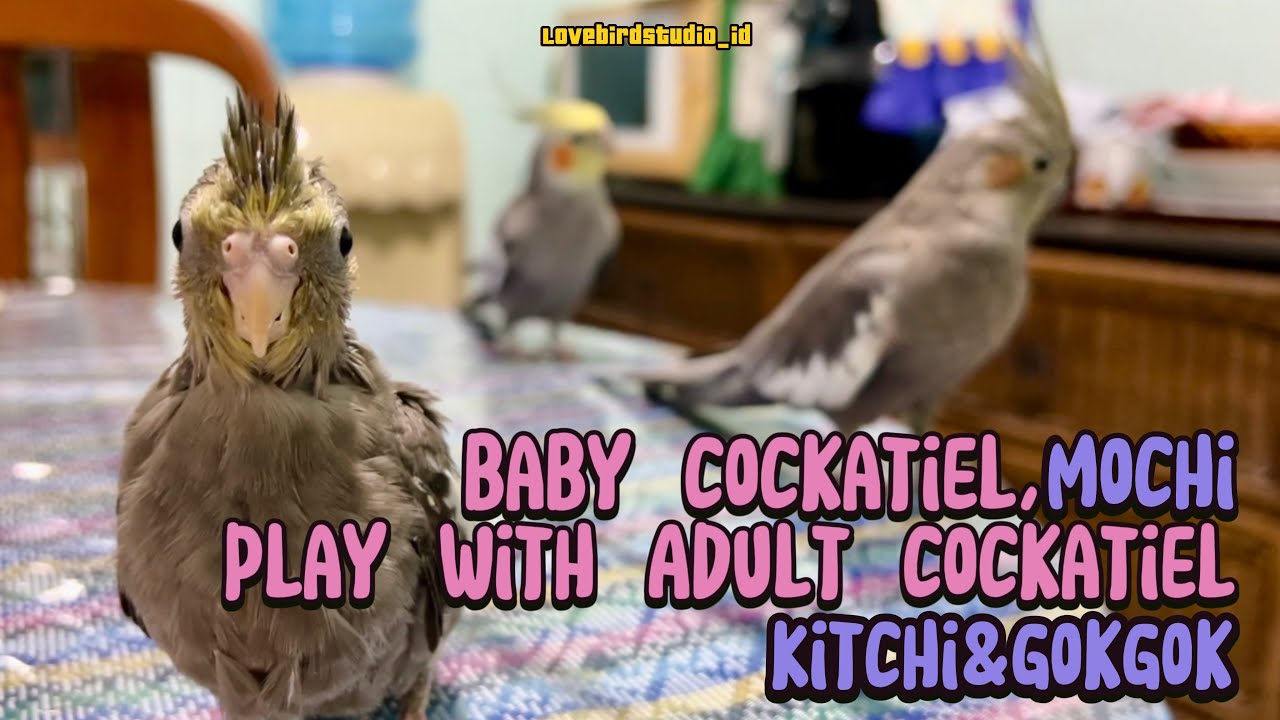 Baby Cockatiel,Mochi Play with the Adults, Kitchi&GokGok #babycockatiel ...