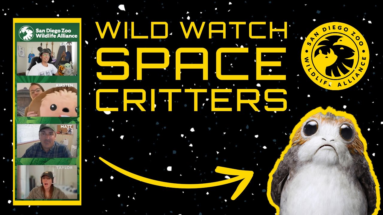 Special Stream: Space Critters - YouTube