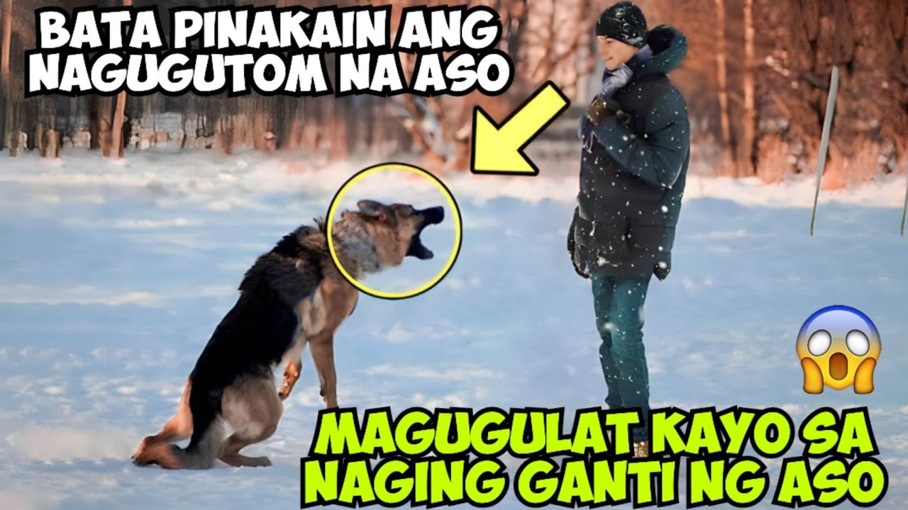 BATA PINAKAIN ANG NAGUGUTOM NA ASO MAGUGULAT KAYO SA NAGING GANTI NG ...