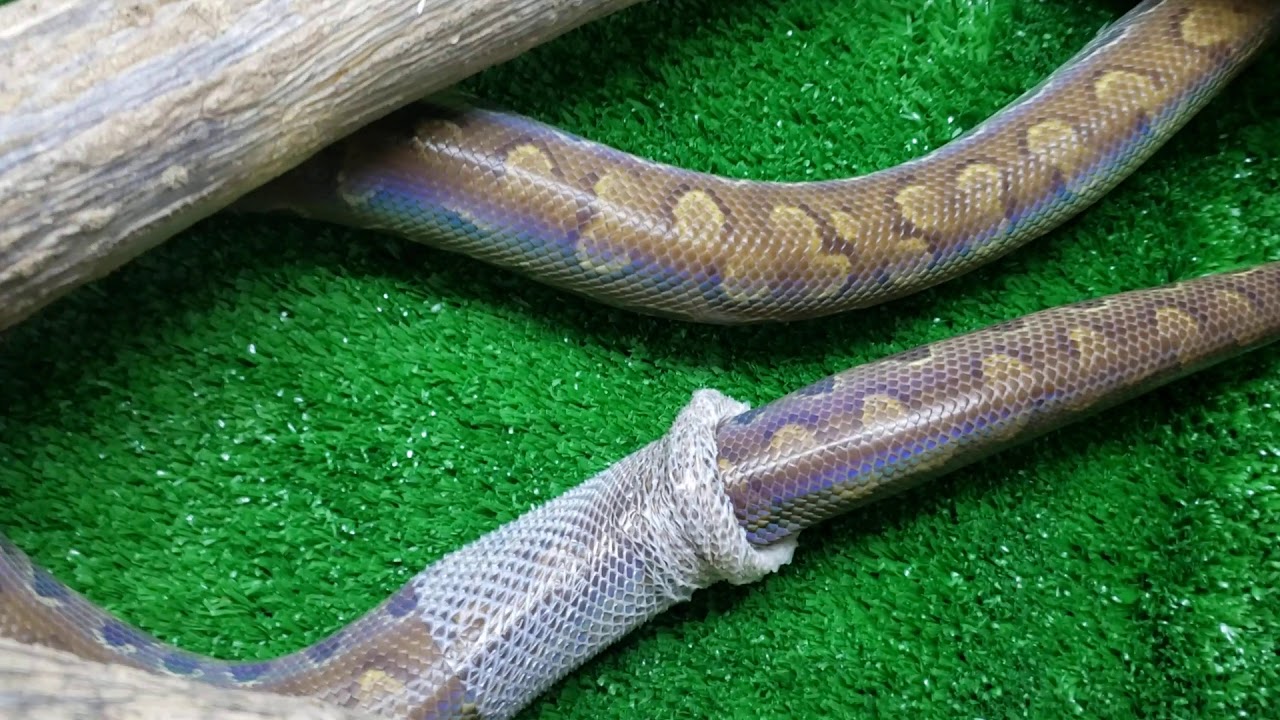 Jiboia trocando de pele - YouTube