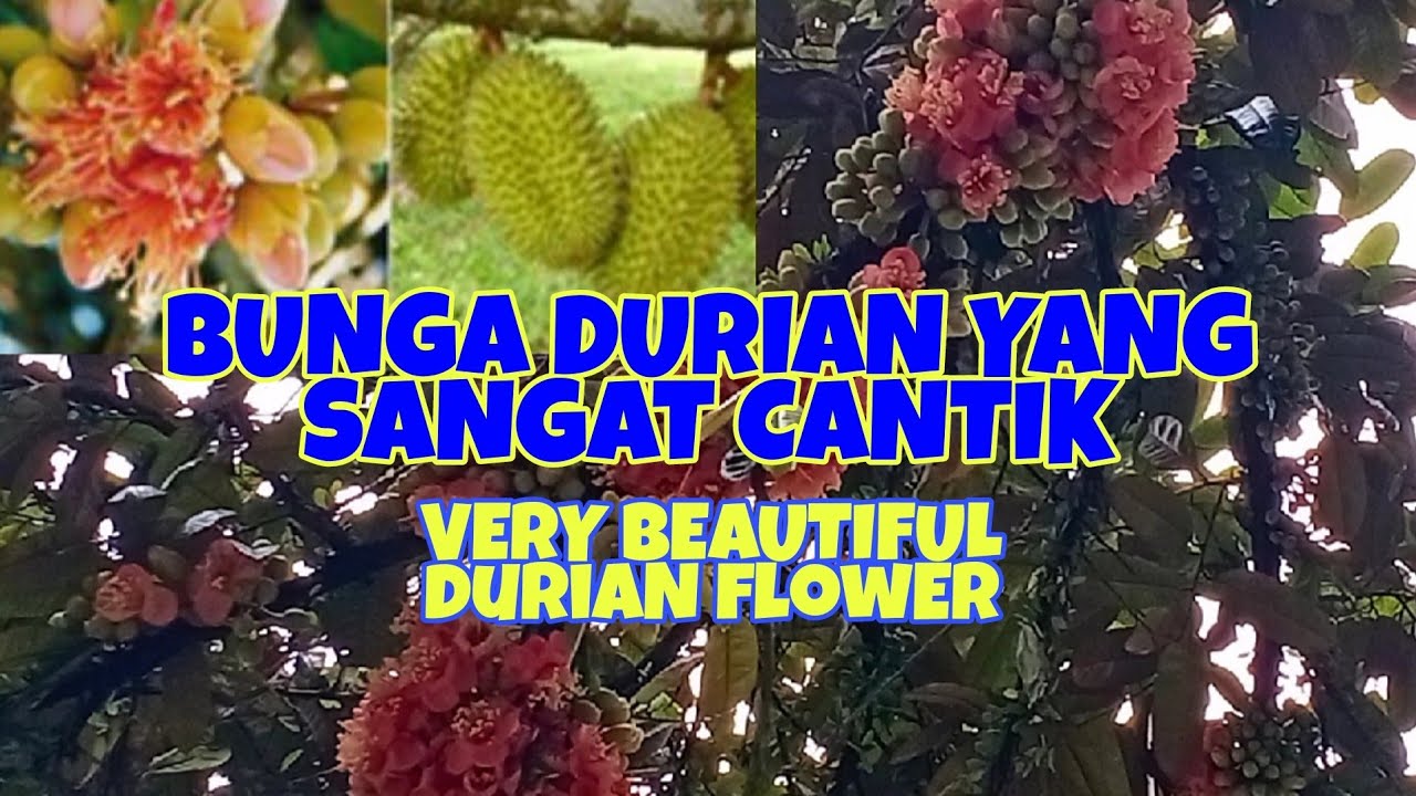 Bunga durian yang sangat cantik, Very beautiful durian flower - YouTube