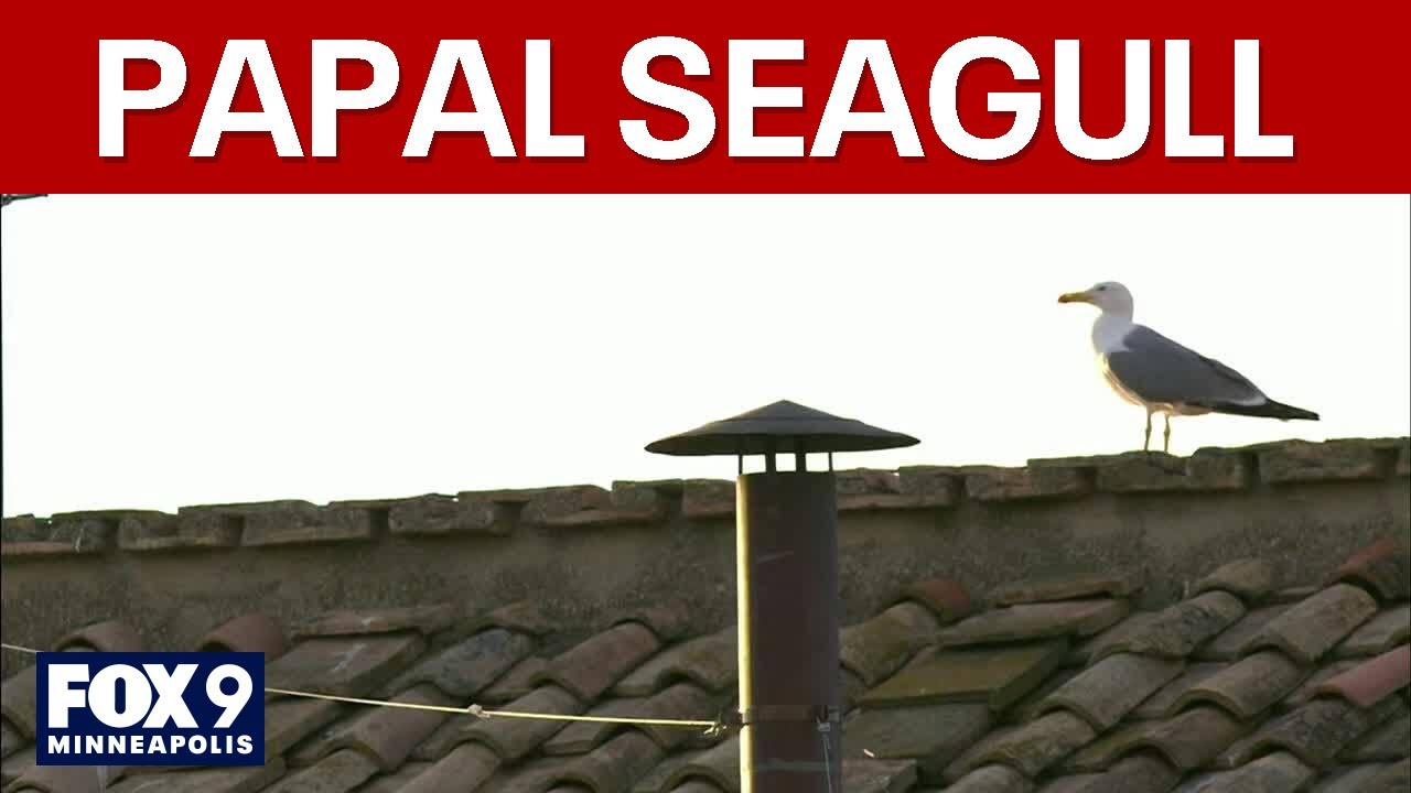 Vatican seagull awaits papal conclave's decision [RAW] - YouTube