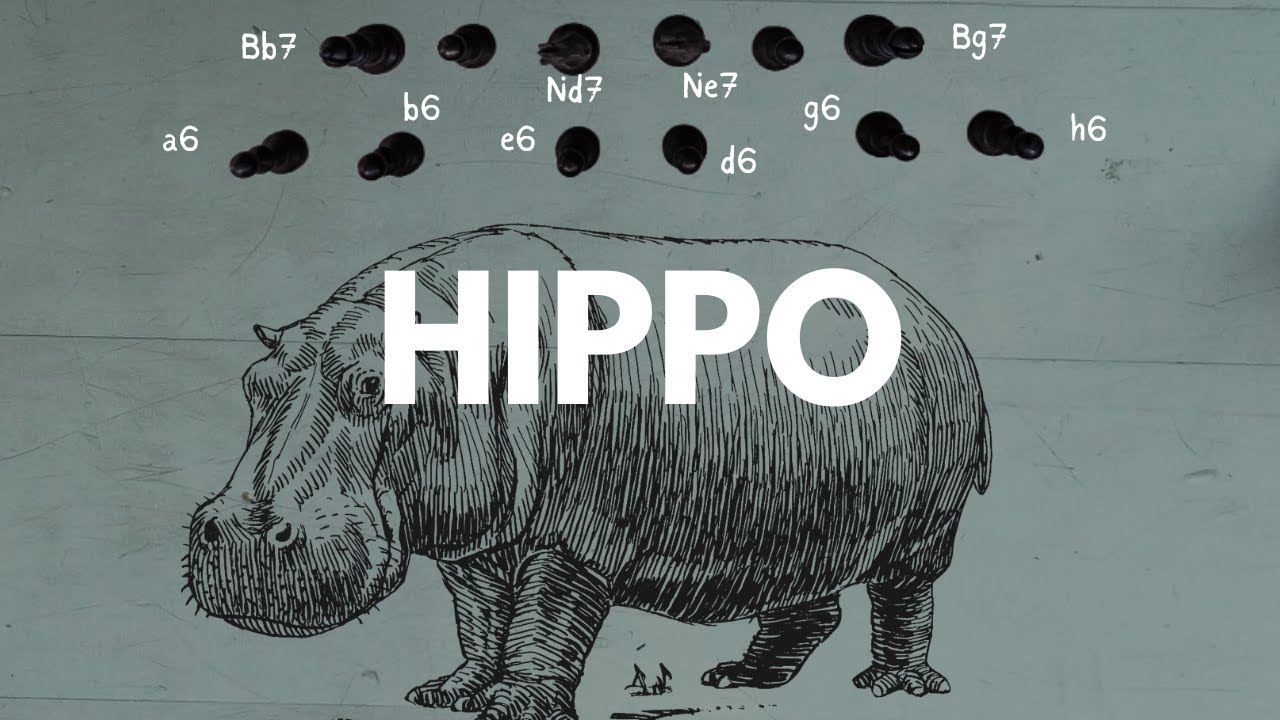 The Hippo · Plans, Patterns and Ideas in the Hippopotamus Opening - YouTube