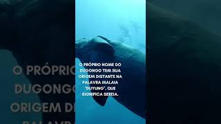 Diferença entre dugongos e peixes-boi