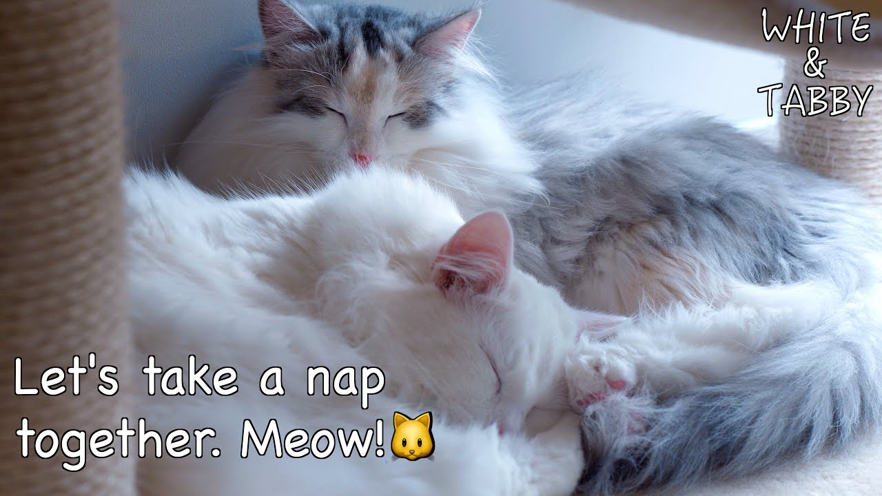 When you are tired, you will be healed by watching fluffy cats sunbathing. | Cute Moment - YouTube