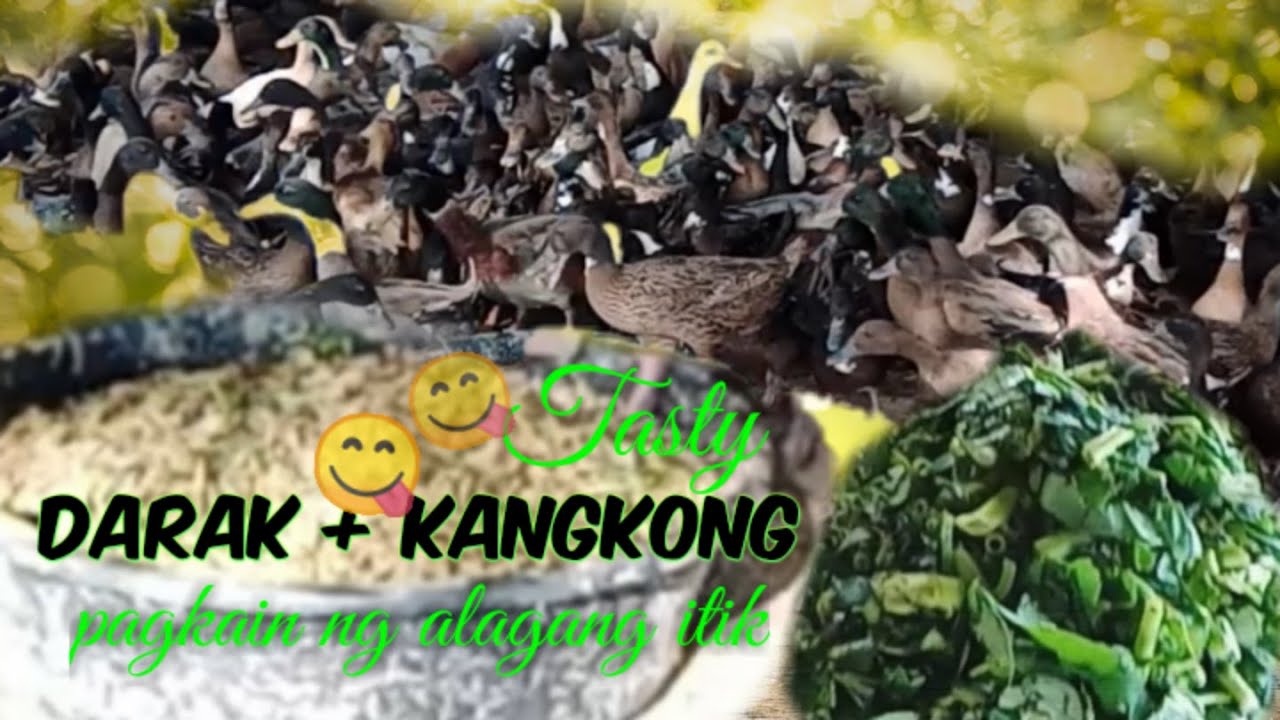 Darak + Kangkong = Pagkain ng alagang itik - YouTube