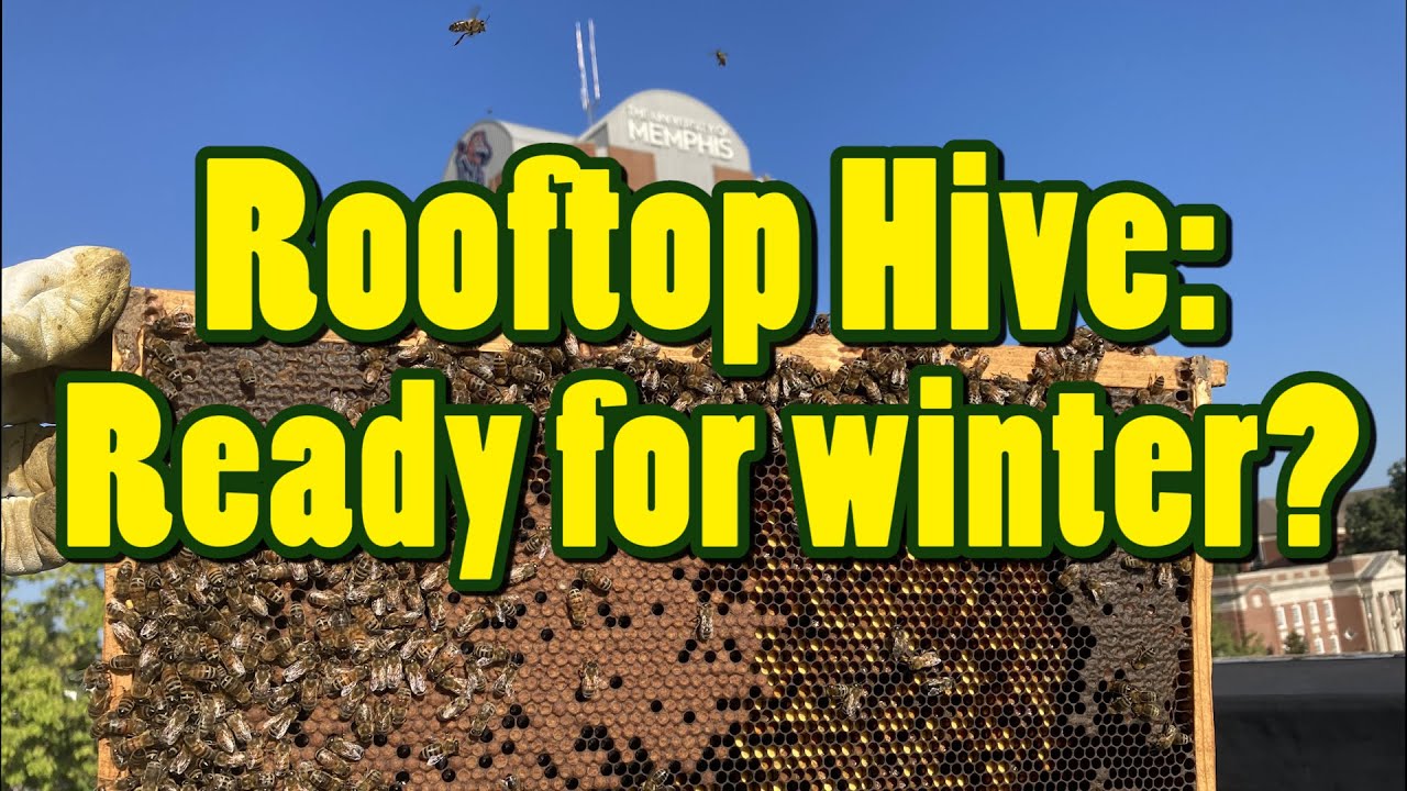 Roof top hive: Is it ready for winter? - YouTube