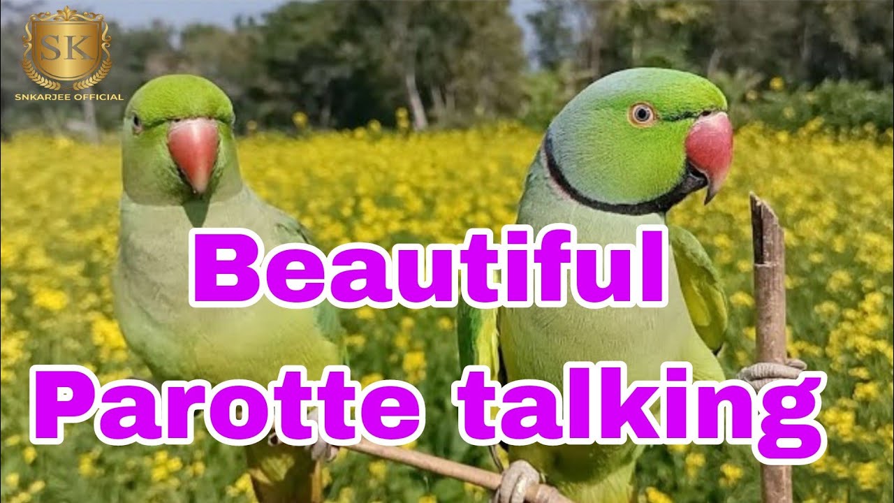 Beautiful and Amazing Parotte talking - YouTube