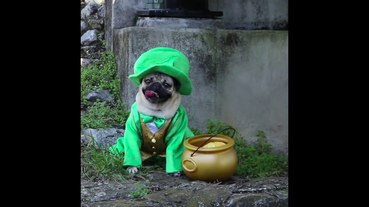 Leprechaun - Doug The Pug - YouTube
