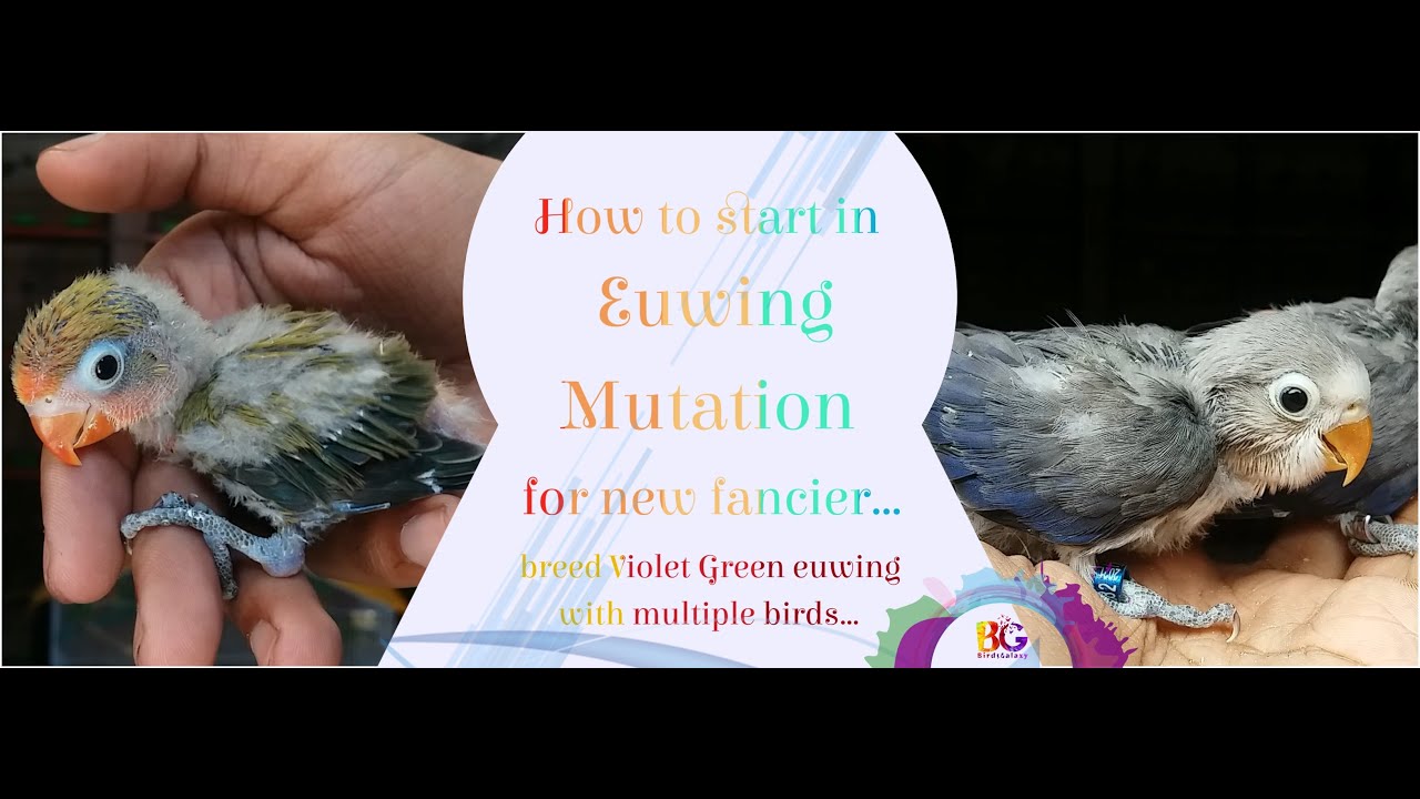 Euwing mutation for new fancier | Start with Green bird | Violet blue ...