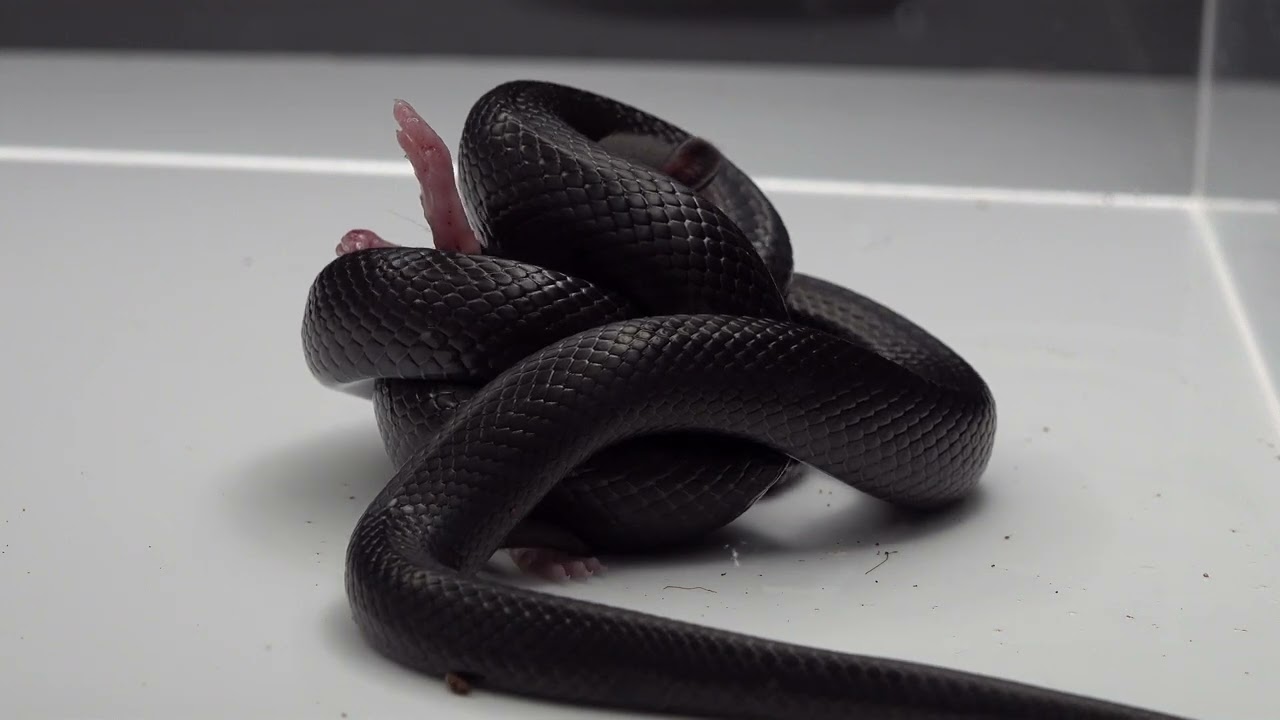 King Snake Knots Up A Screaming Rat / Warning Live Feeding - YouTube