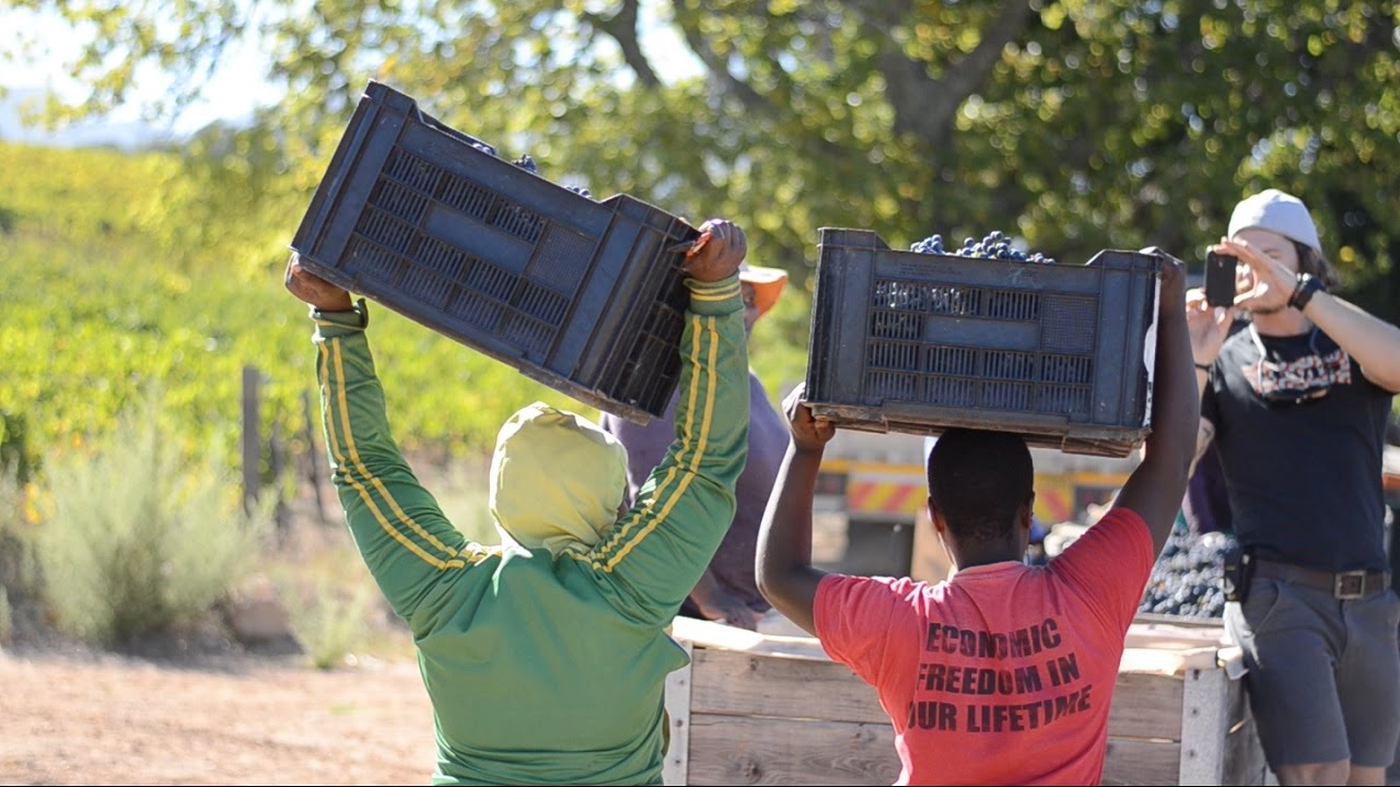 WINE MAKING IN SOUTH AFRICA - YouTube