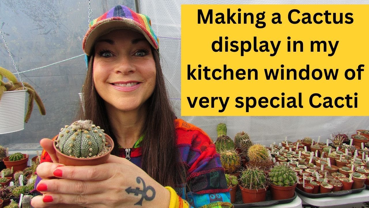 Making a Cactus display in my kitchen window of very special Cacti #cactus #cacti #cactusplants ...