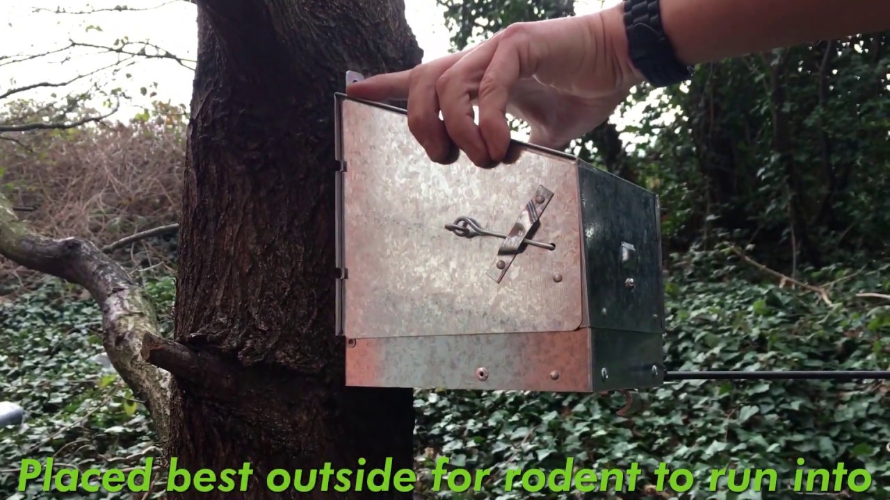 How to set the Kania 2000 Squirrel Trap - www.1env.co.uk - YouTube