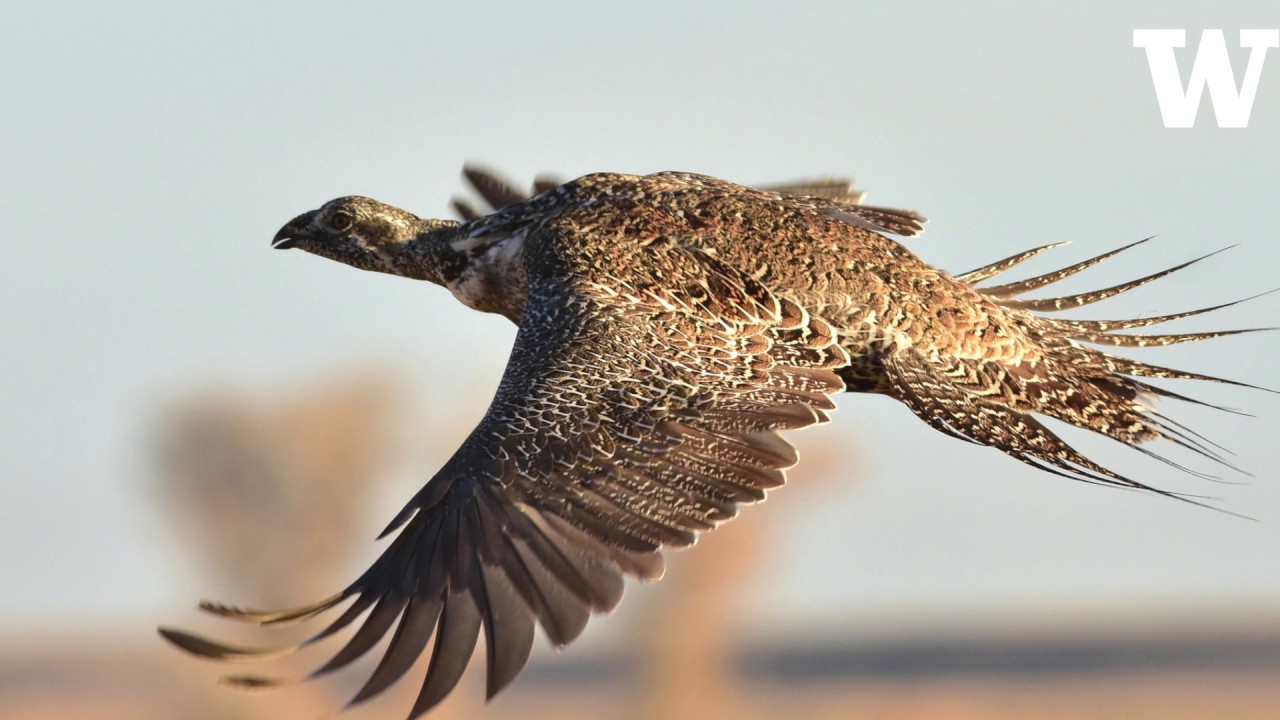 A federal program proved crucial for sage grouse survival in Eastern ...